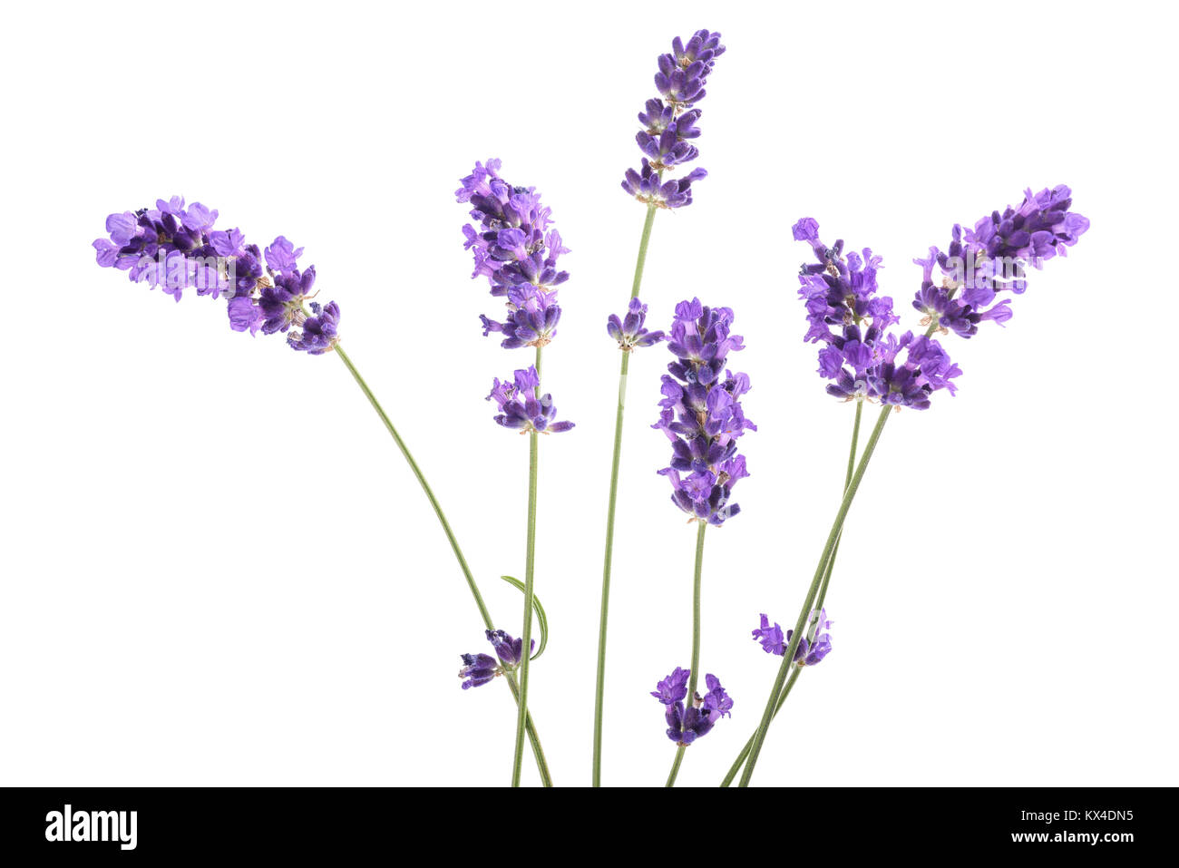 Lavender flowers isolated on white background Stock Photo - Alamy