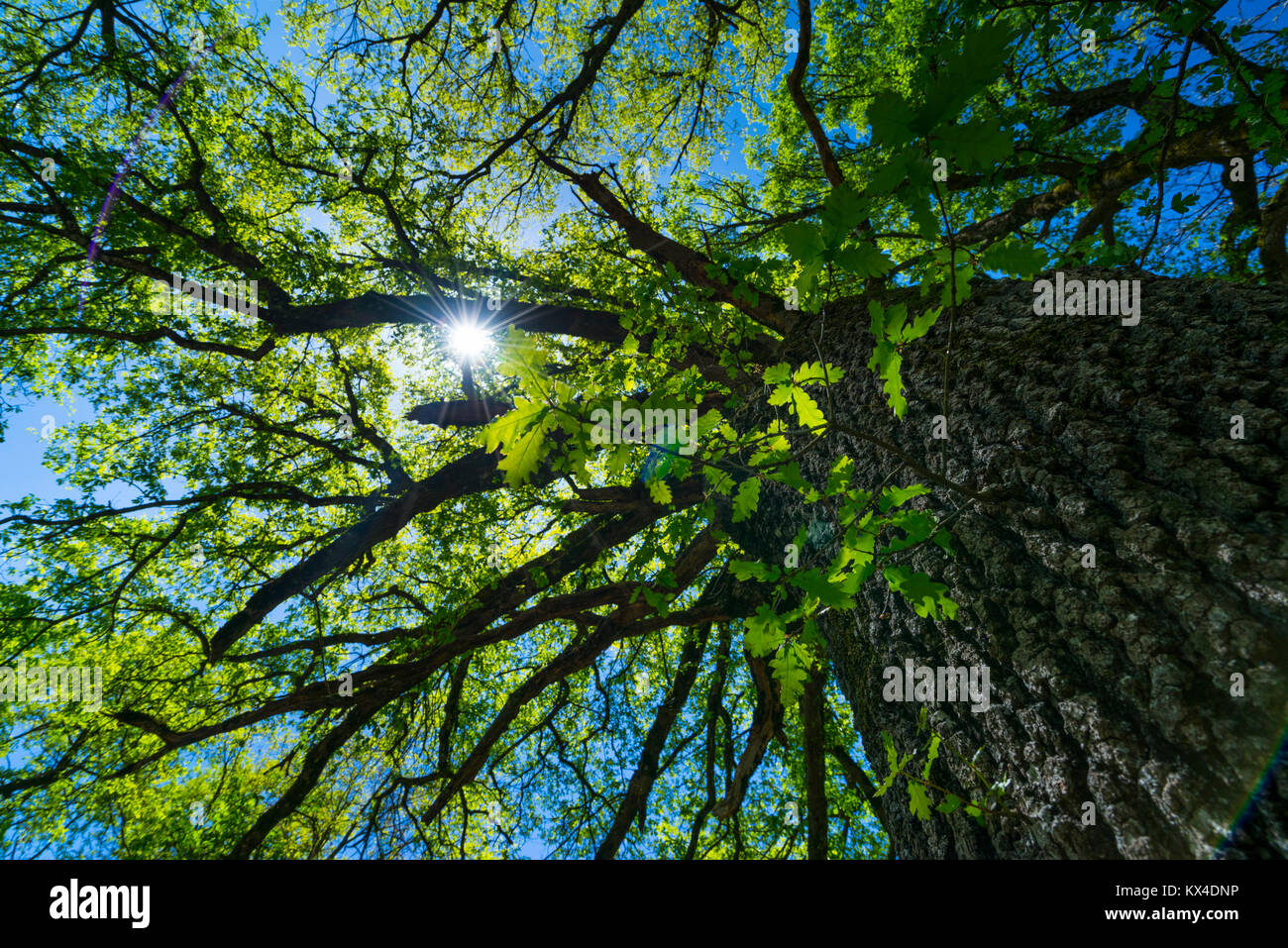Oak, Hoya de La Leze, Alava, Basque Country, Spain, Europe Stock Photo ...