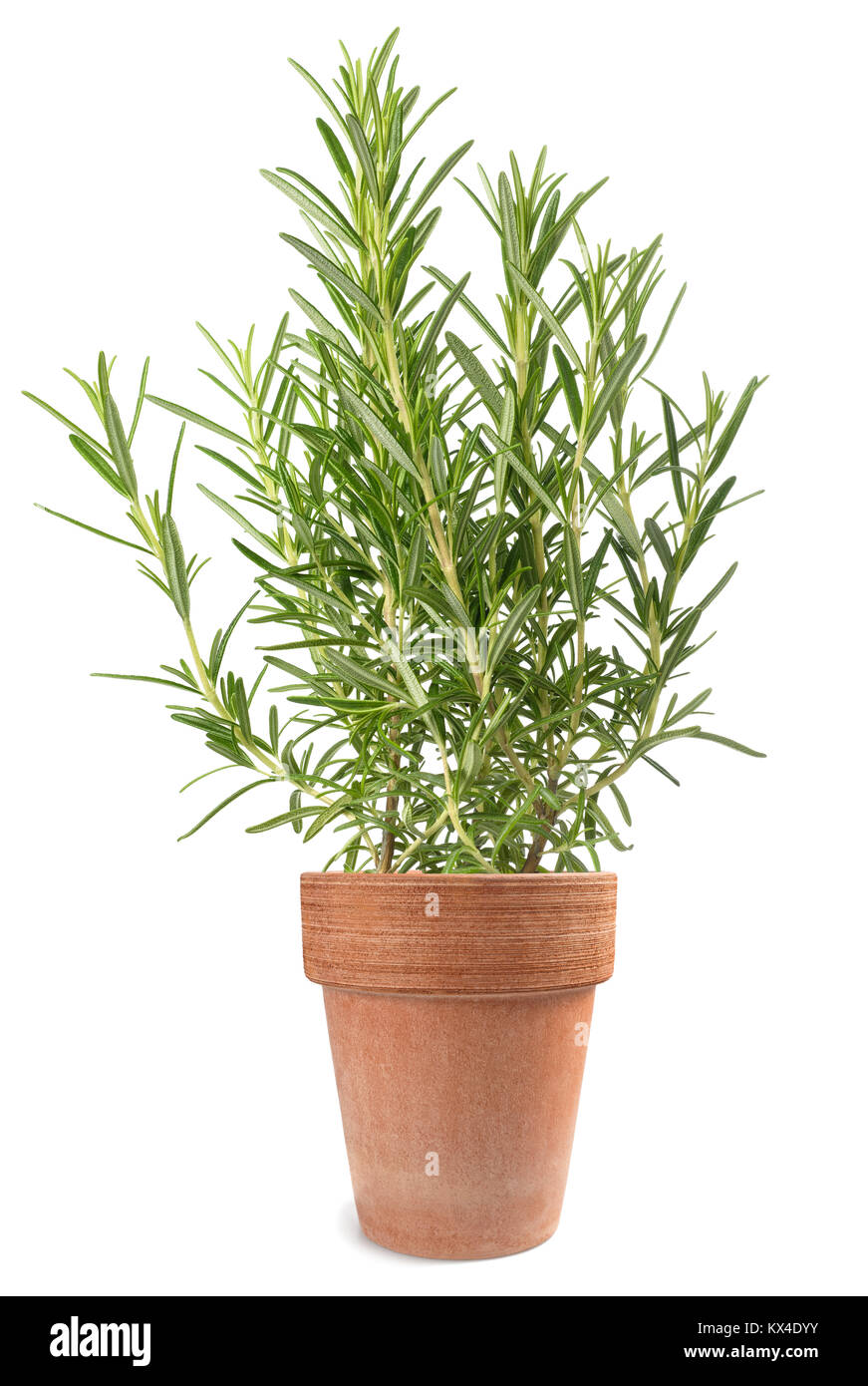 Potted Rosemary