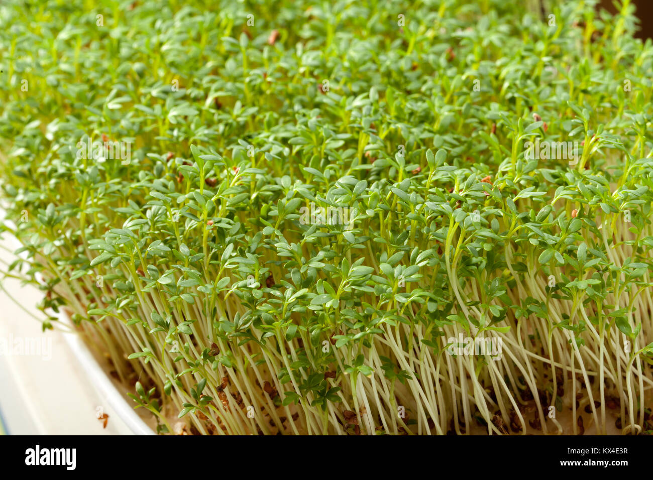 Cress seedlings isolated on white background Stock Photo - Alamy