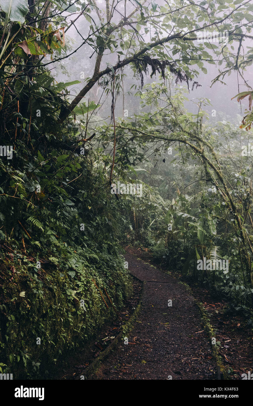 hiking trails in cloud forest at Monteverde National Park, Monteverde ...