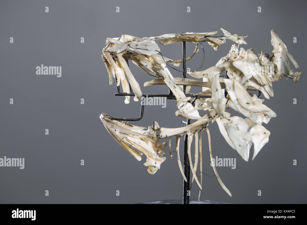 A cod's skull used to teach anatomy and a fork surgically removed from ...