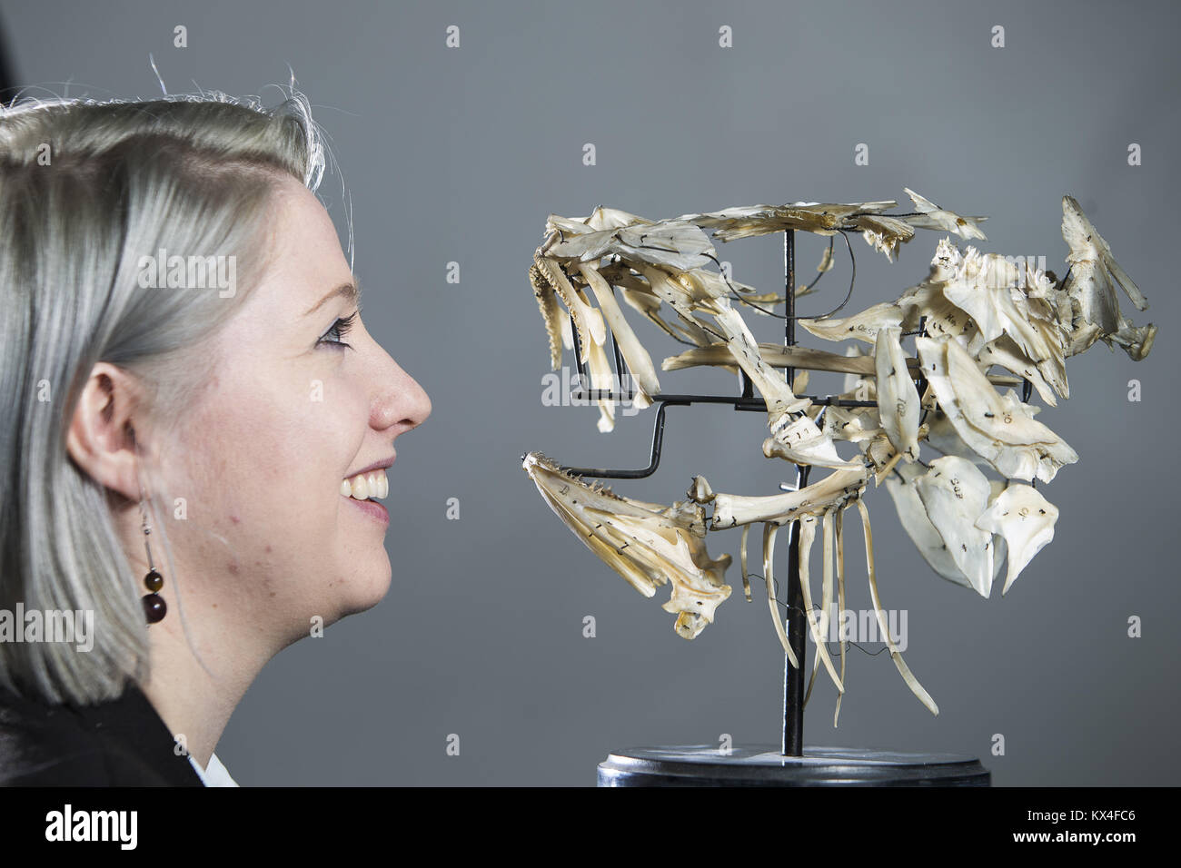 A cod's skull used to teach anatomy and a fork surgically removed from ...