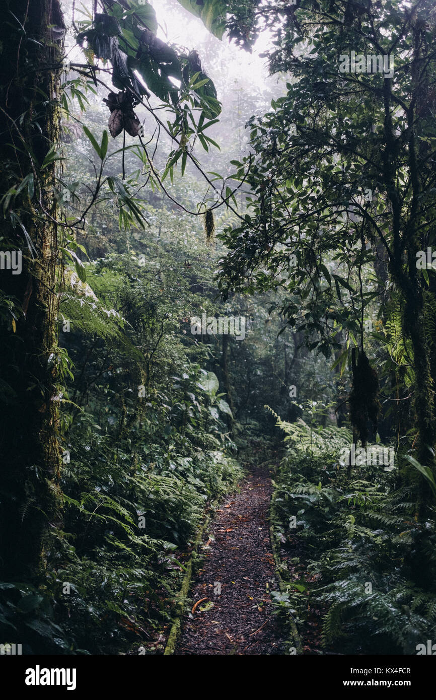 hiking trails in cloud forest at Monteverde National Park, Monteverde ...