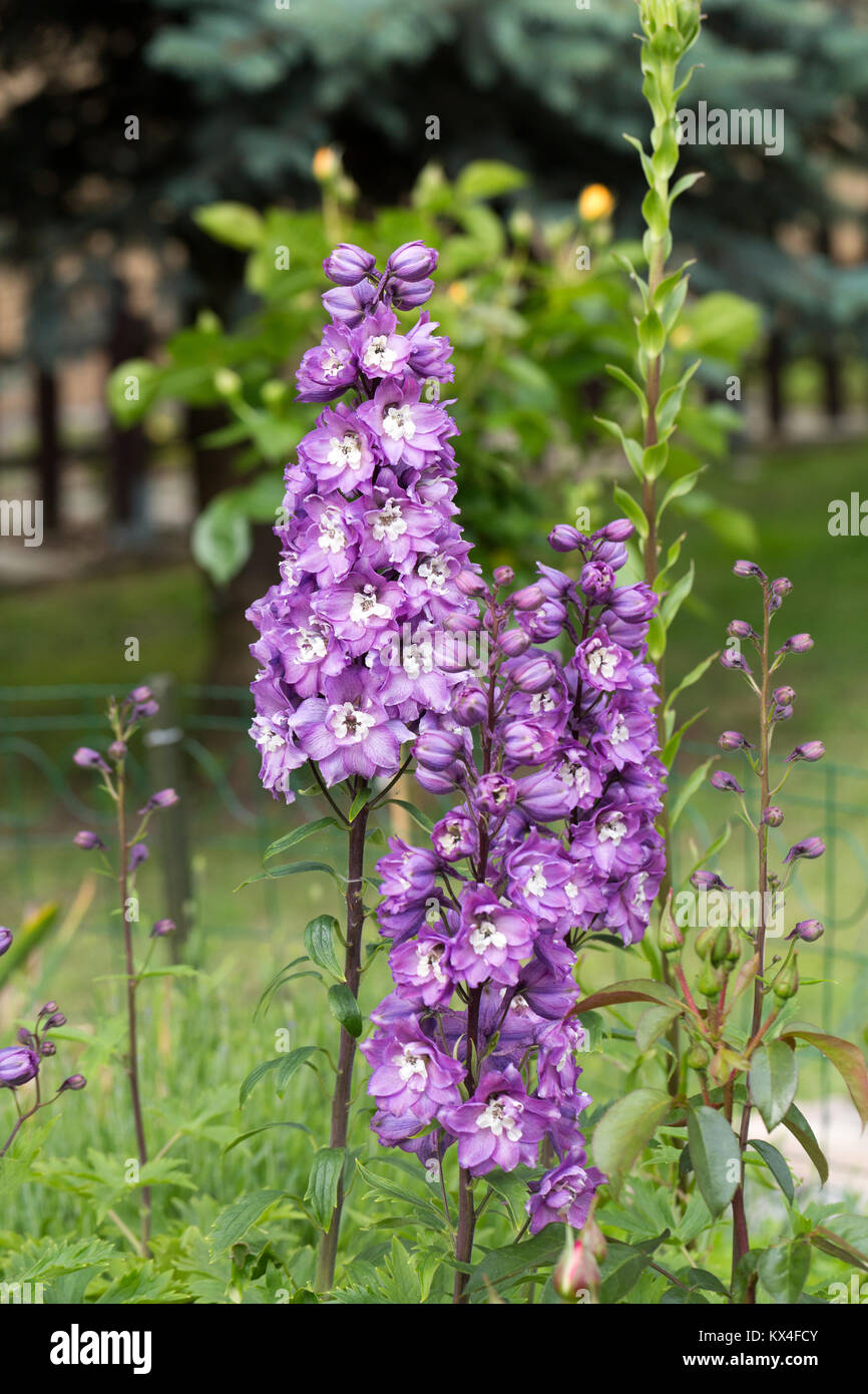 Purple Delphinium Flower in Garden Stock Photo - Alamy