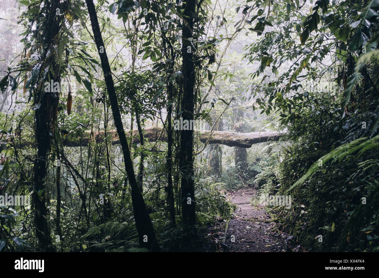 hiking trails in cloud forest at Monteverde National Park, Monteverde ...