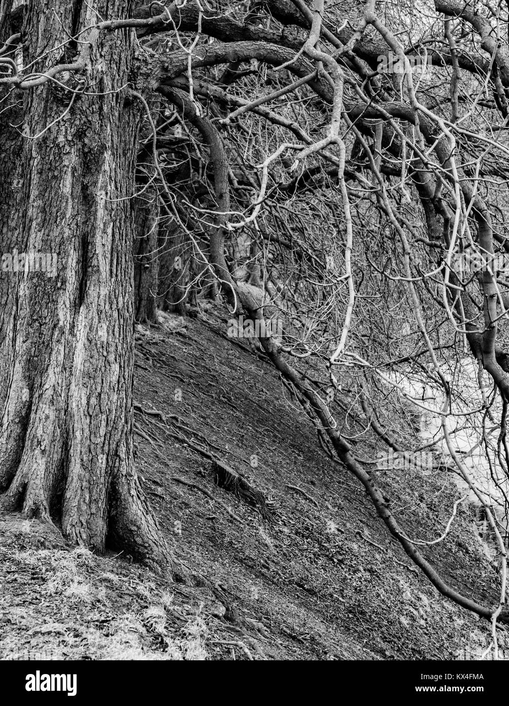 black and white high contrast photo of trees Stock Photo - Alamy