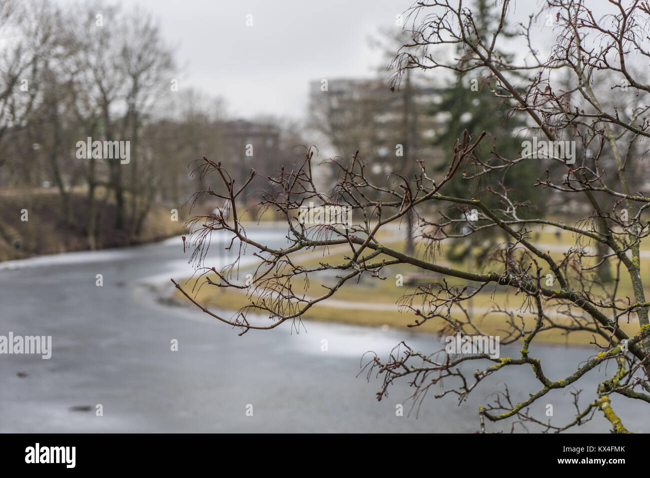 High contrast photo of trees Stock Photo - Alamy