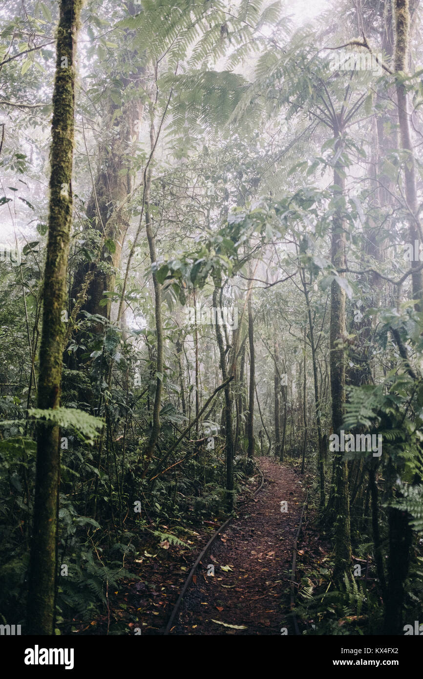 hiking trails in cloud forest at Monteverde National Park, Monteverde ...