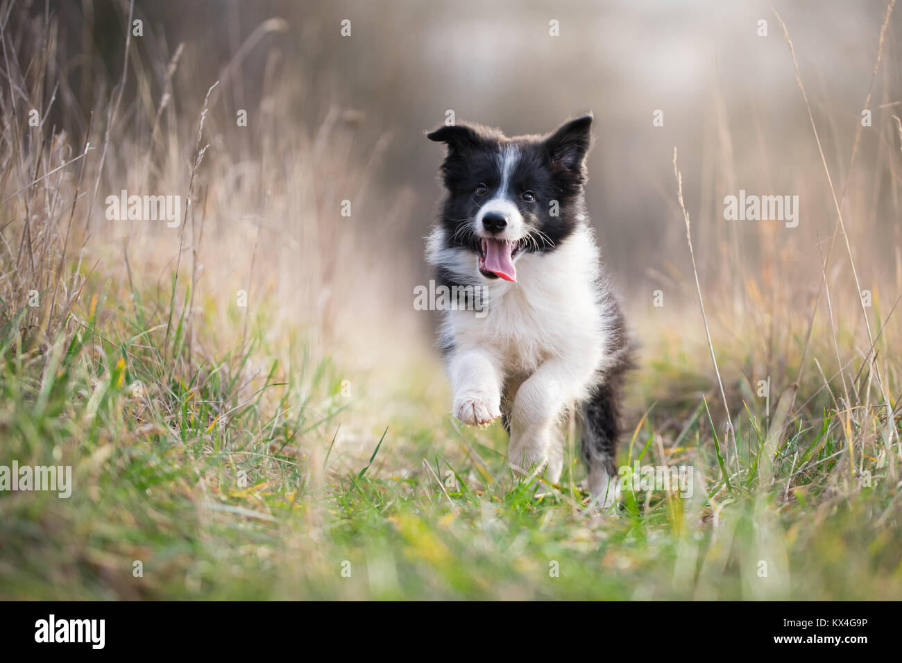 Running border collie hi-res stock photography and images - Alamy