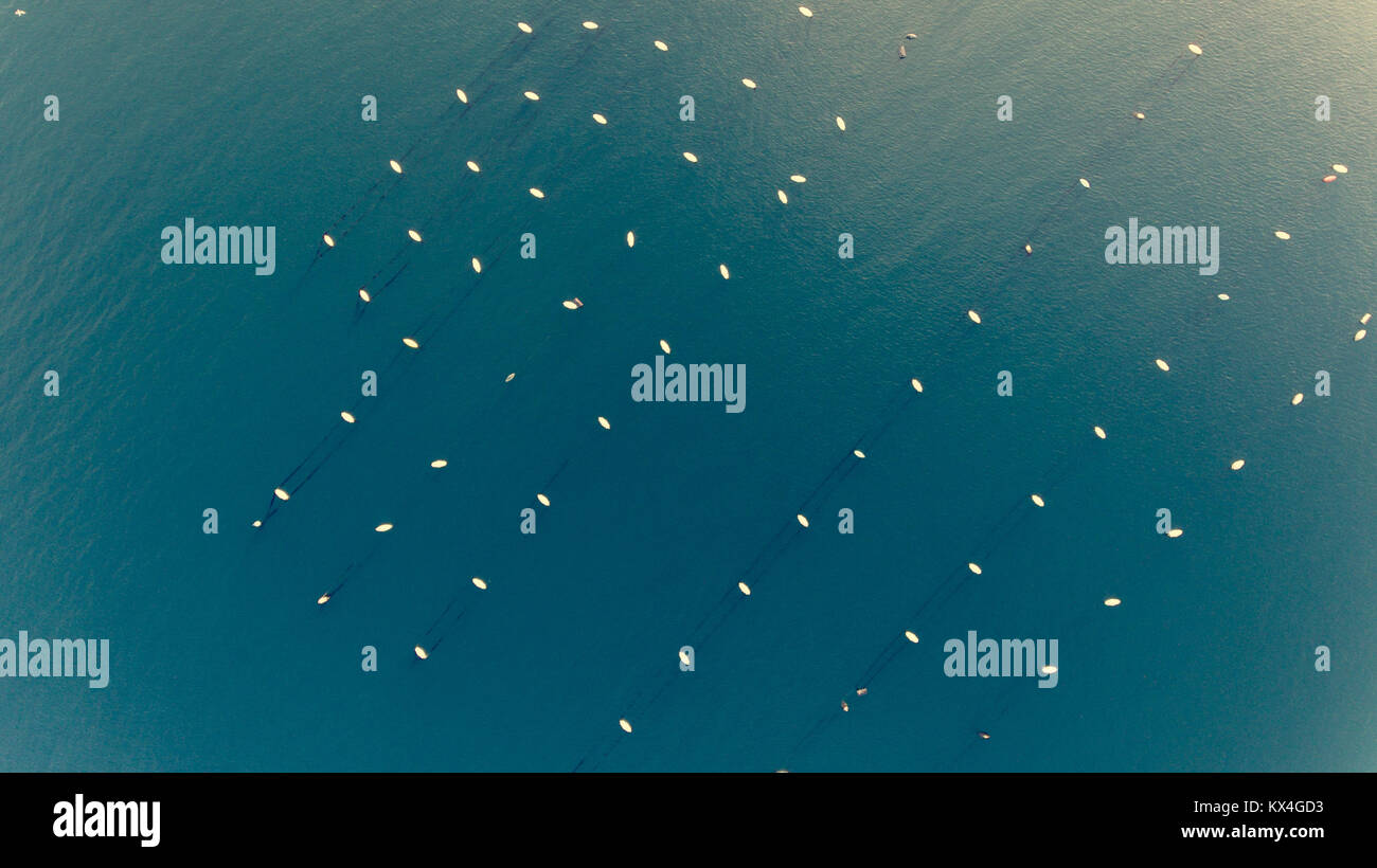 Bird's eye view of shell farm. Aquaculture and environment Stock Photo ...