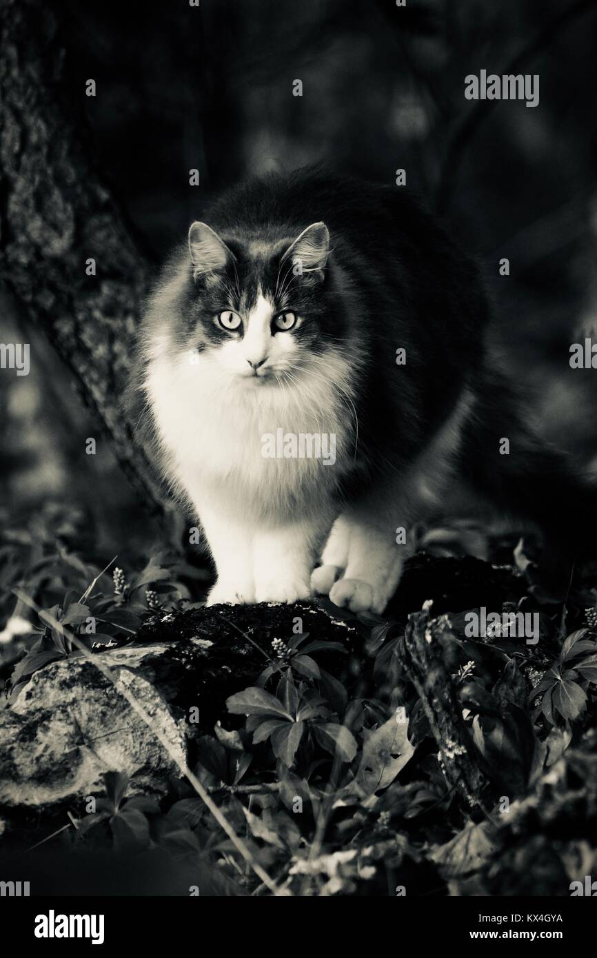 Bold cats hi-res stock photography and images - Alamy