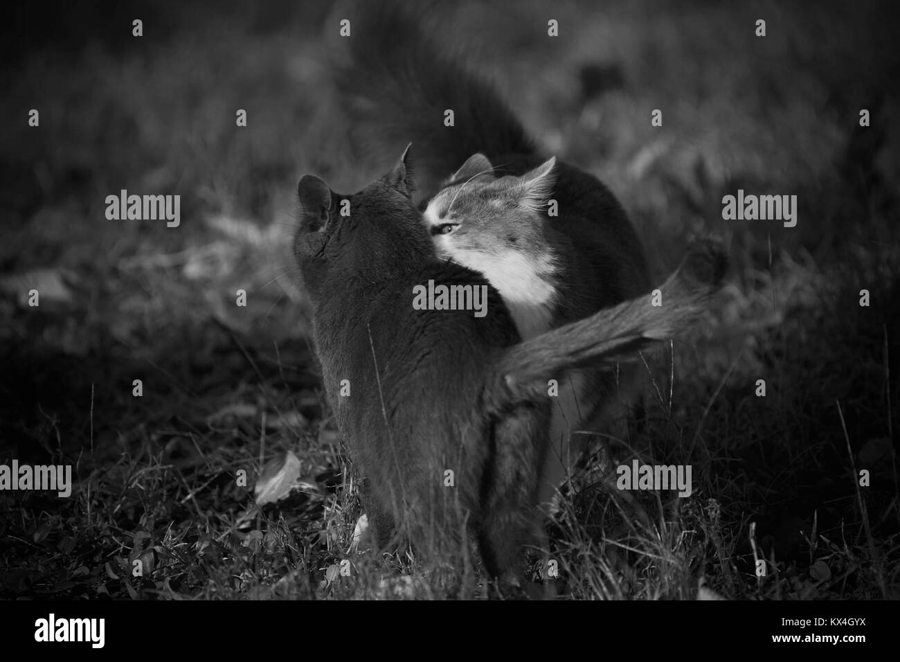 Cats in B&W Stock Photo - Alamy