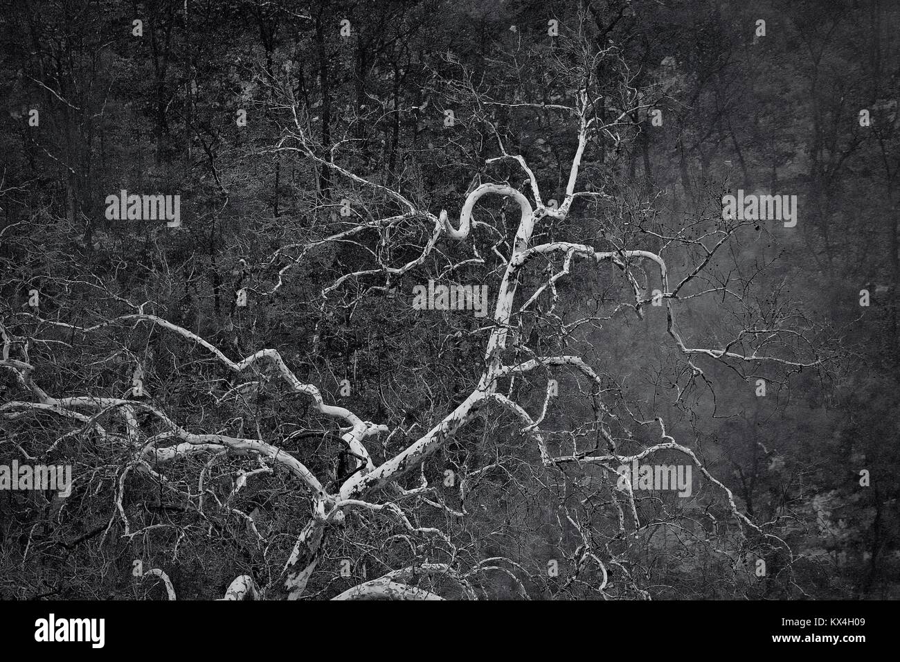 Bold trees hi-res stock photography and images - Alamy