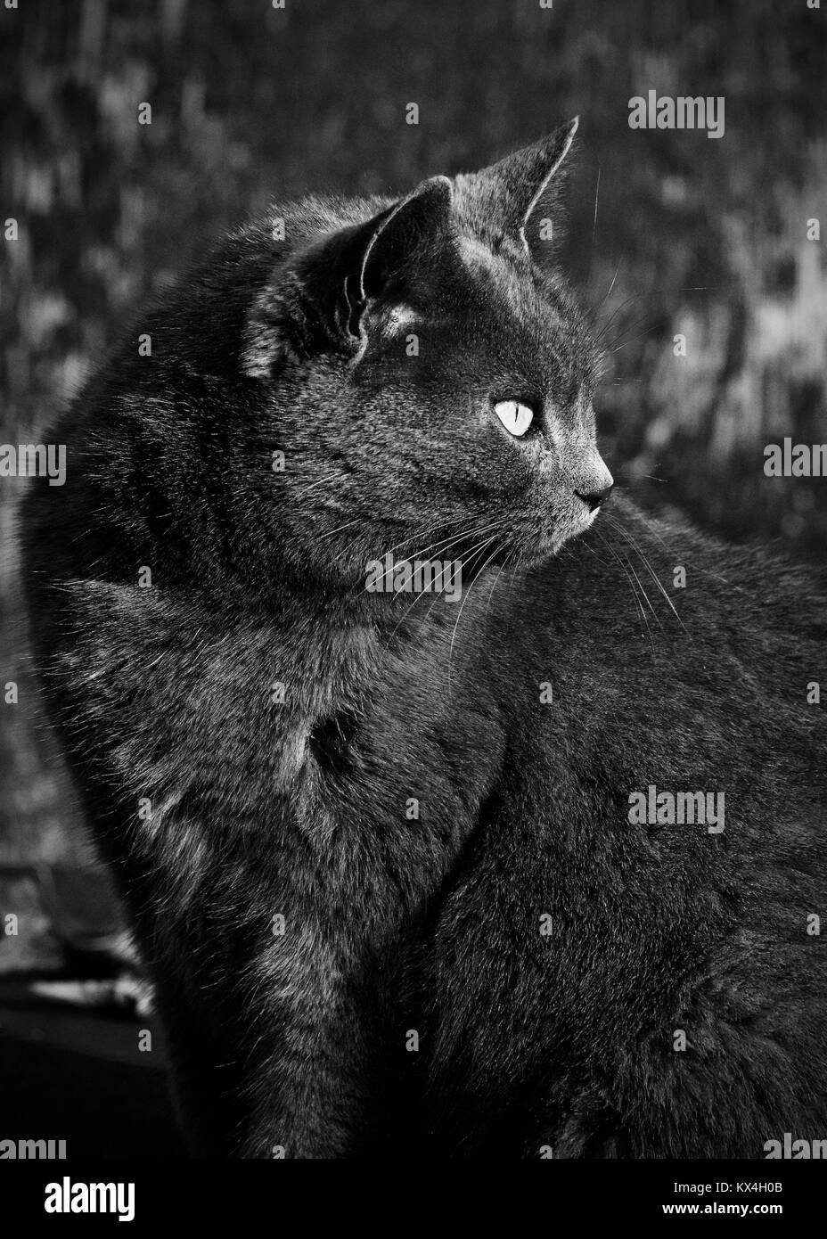 Cats in B&W Stock Photo - Alamy