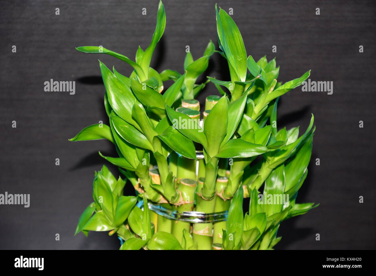Lucky bamboo hi-res stock photography and images - Alamy