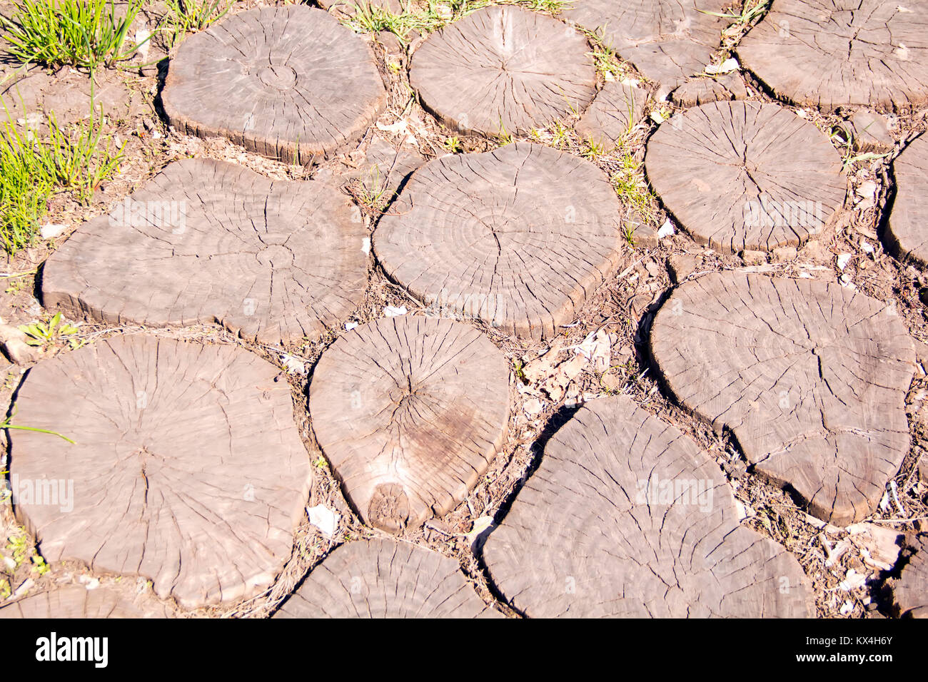 Photo of light brown texture stem tree Stock Photo - Alamy