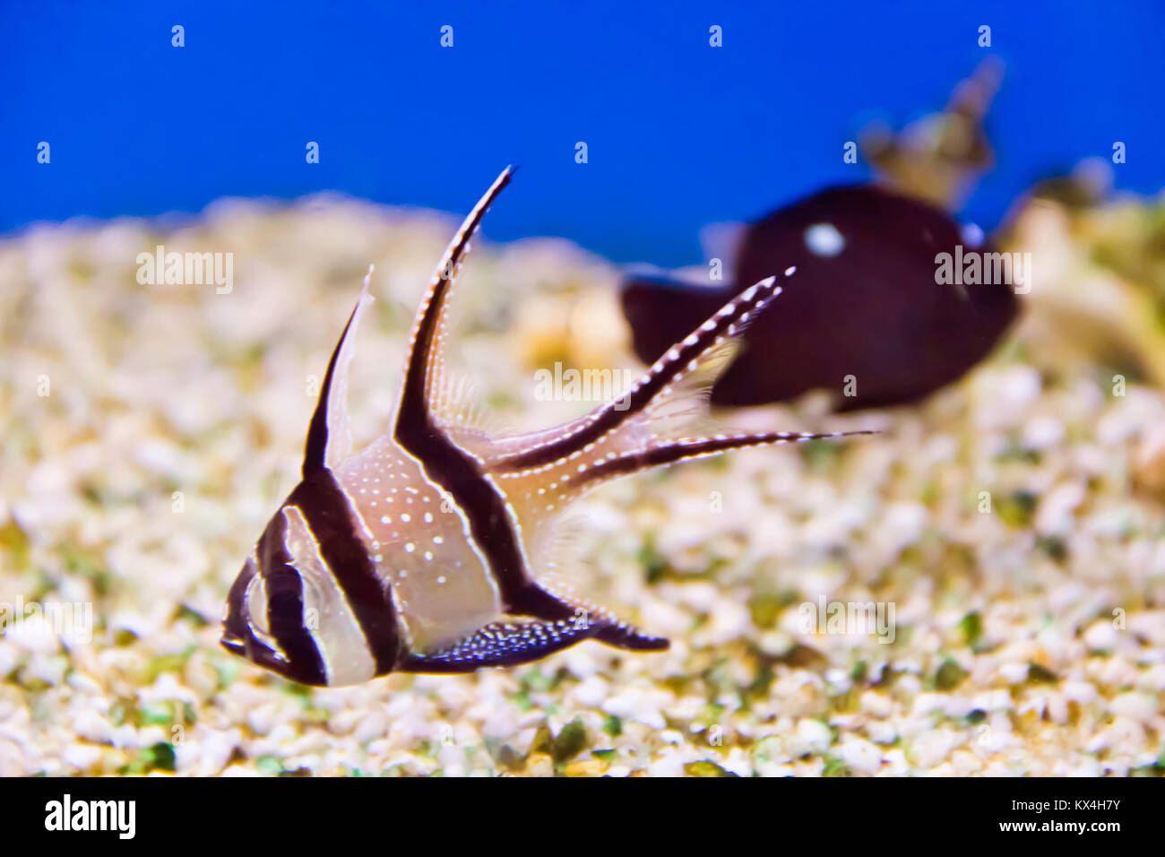 Photo of aquarium fish apogon in blue water Stock Photo - Alamy