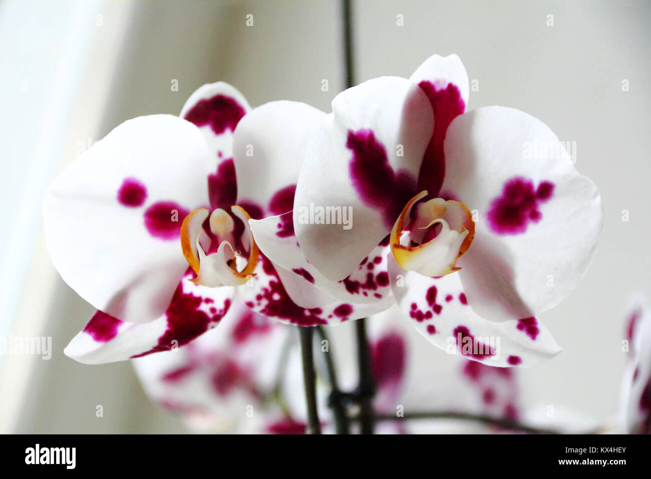Image of beautiful orchid Stock Photo - Alamy