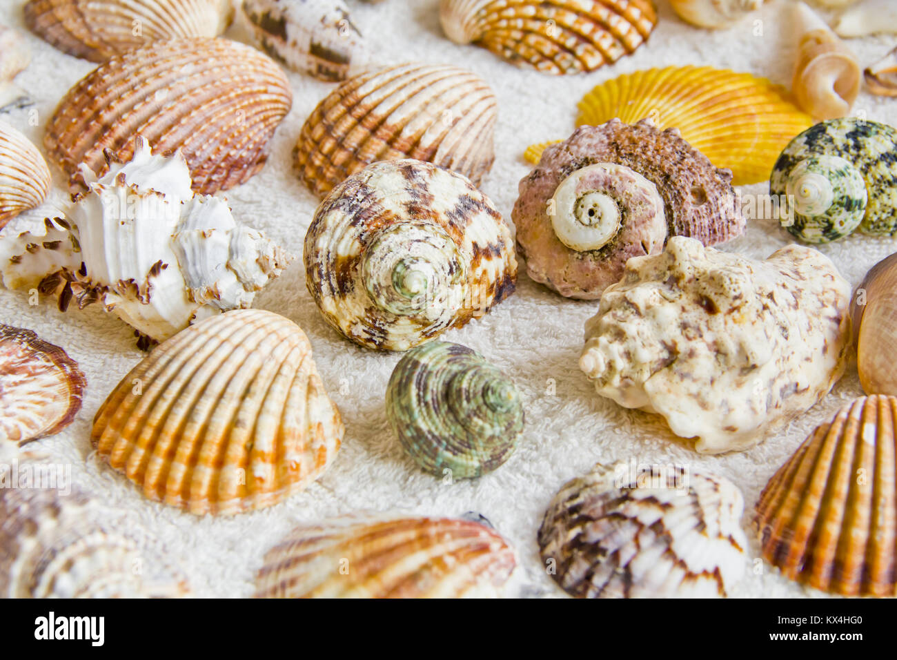 Photo of lot seashells on color towel Stock Photo - Alamy