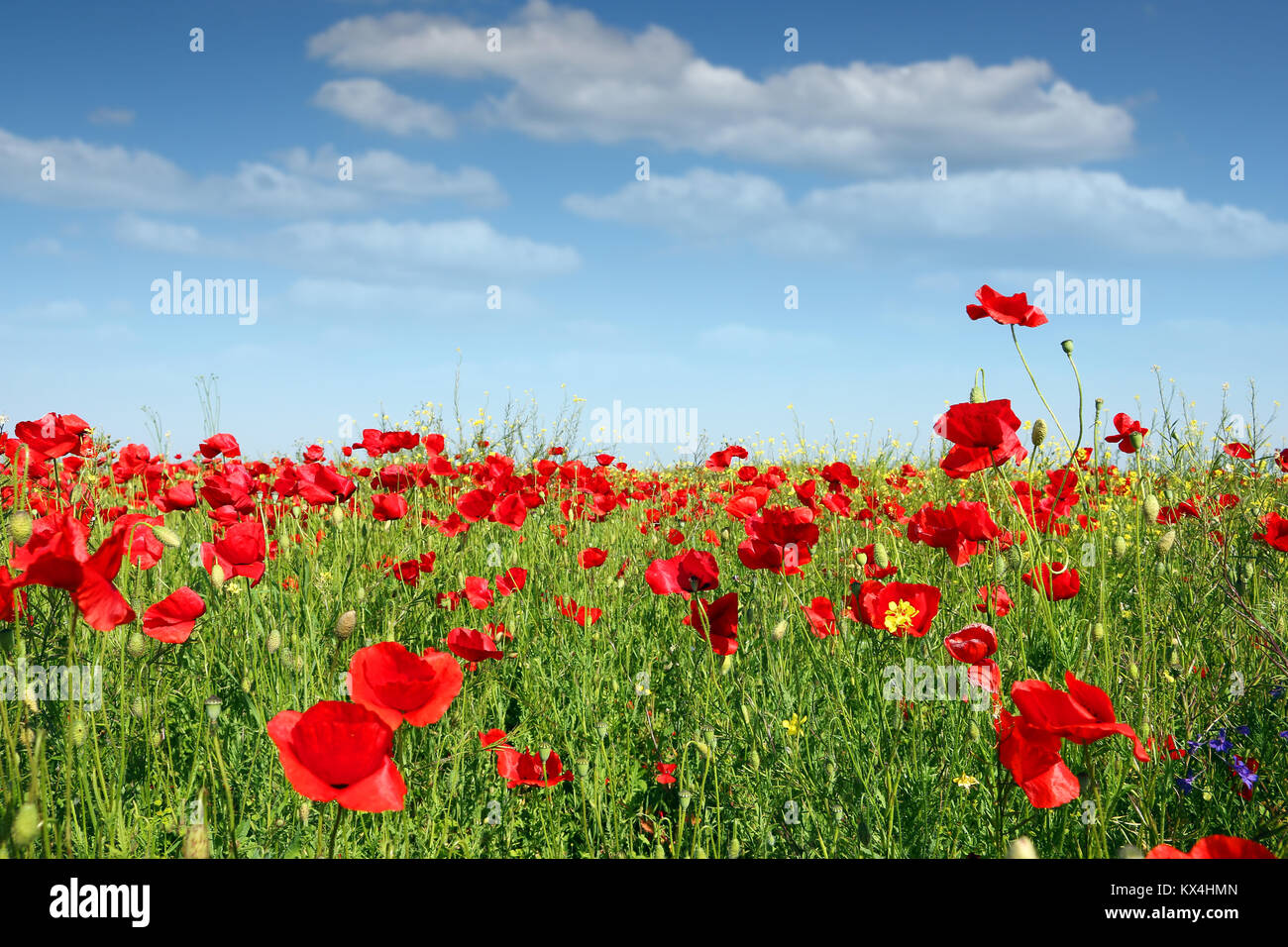 Poppy flower field spring season Stock Photo - Alamy