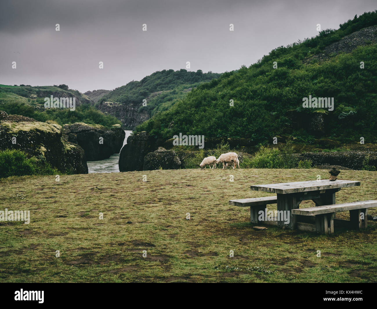 landscape with river, sheep and benches with table in Iceland Stock ...