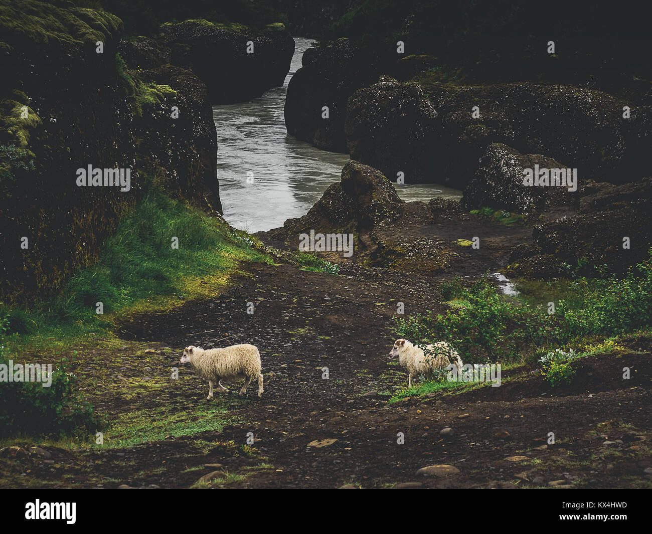 two sheep near river with green moss rocks in Iceland Stock Photo - Alamy