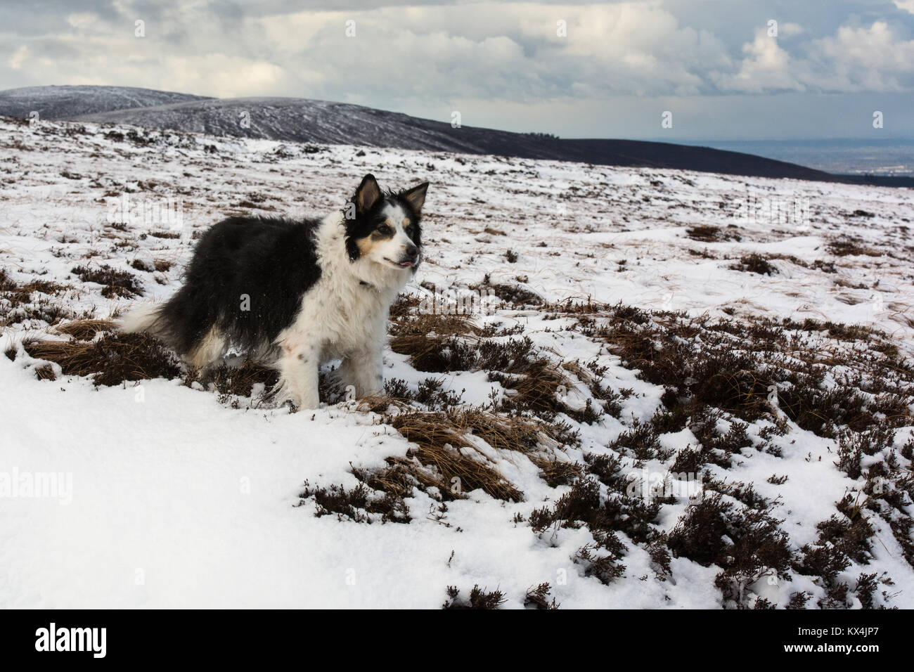 Wicklow Sheep Dog in Snow in Heathery Wicklow Uplands in Ireland Stock ...