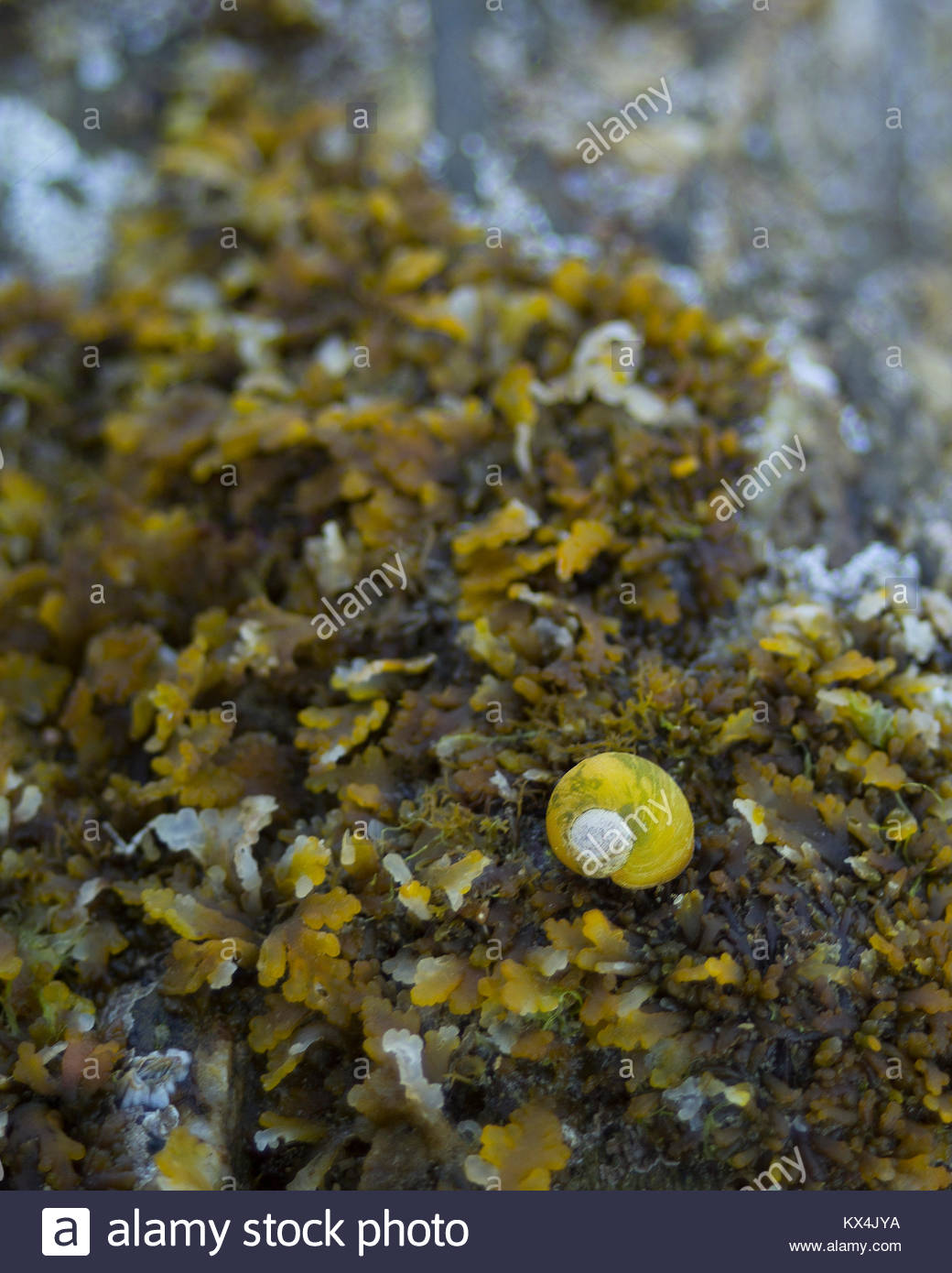 Seaweed Underwater Uk Stock Photos & Seaweed Underwater Uk Stock Images ...