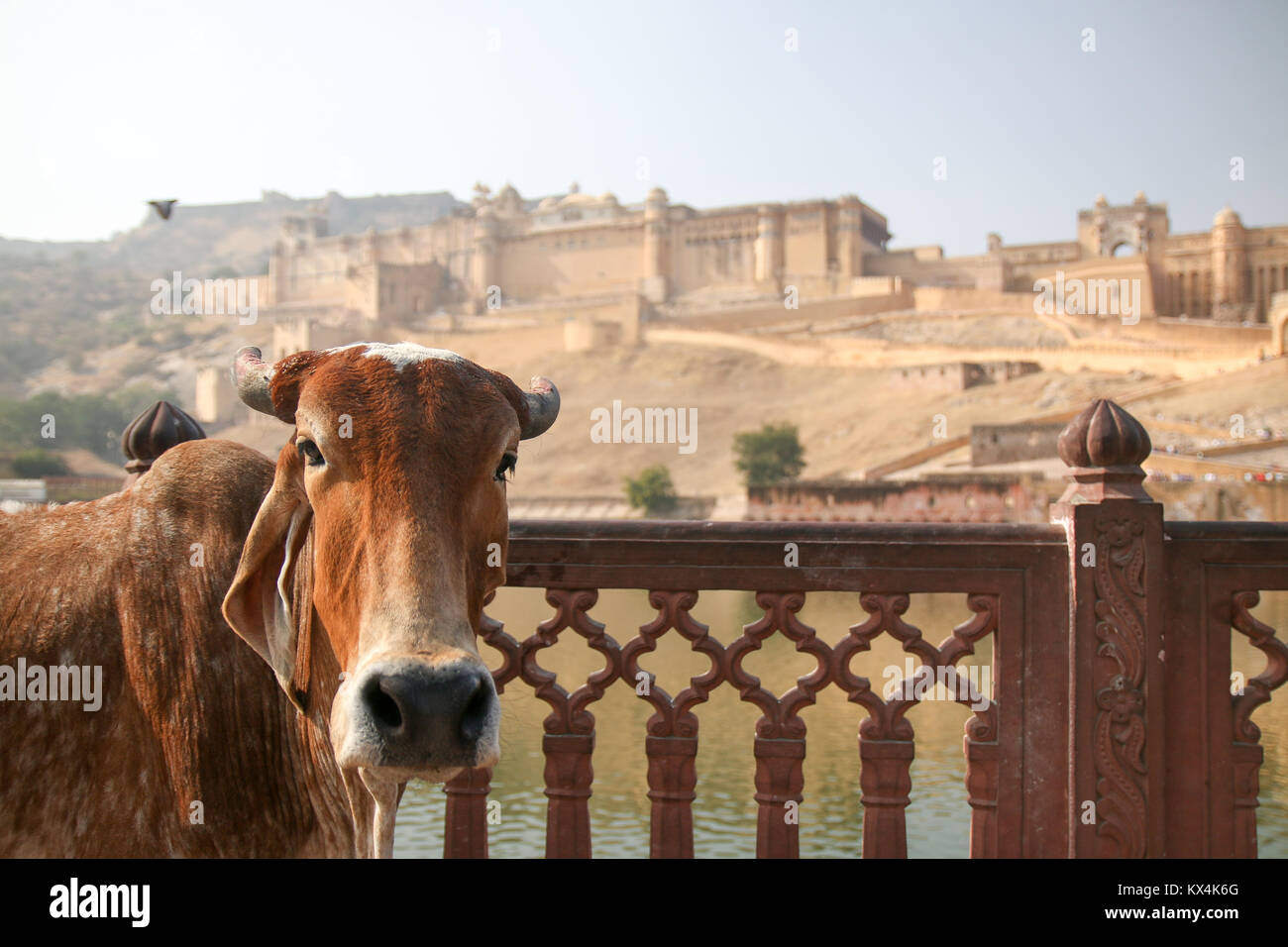 A cow posing in front of the famous amer fort in Rajasthan India Stock ...