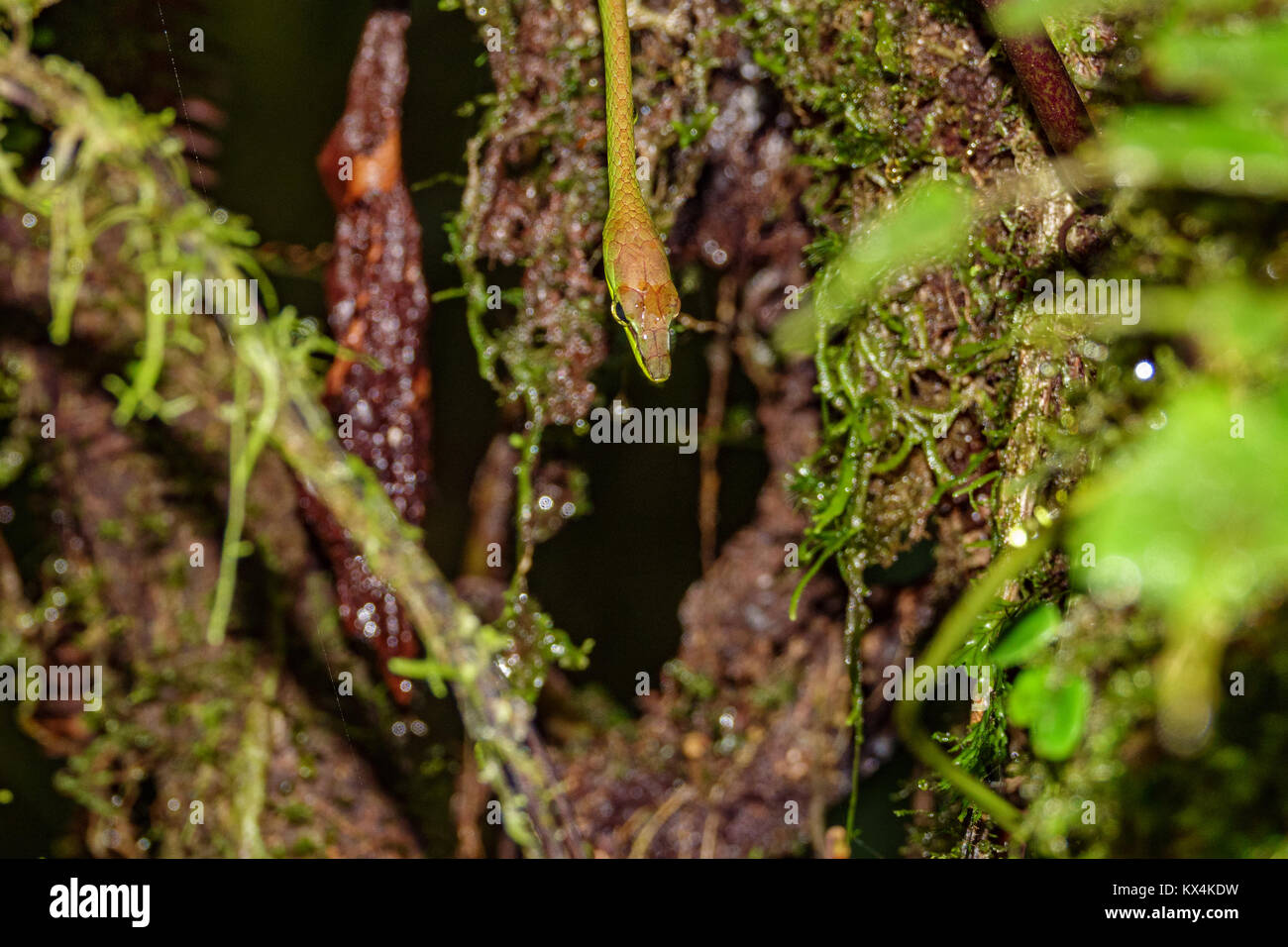 Snake head in the forest over tree trunk Stock Photo - Alamy