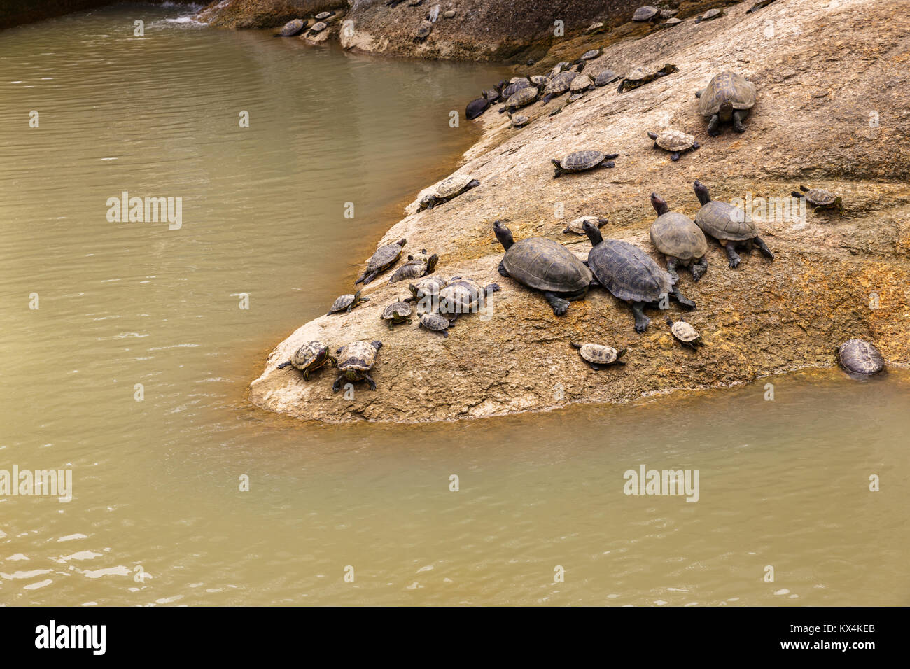 Tortoises lie on a stone near the water Stock Photo - Alamy