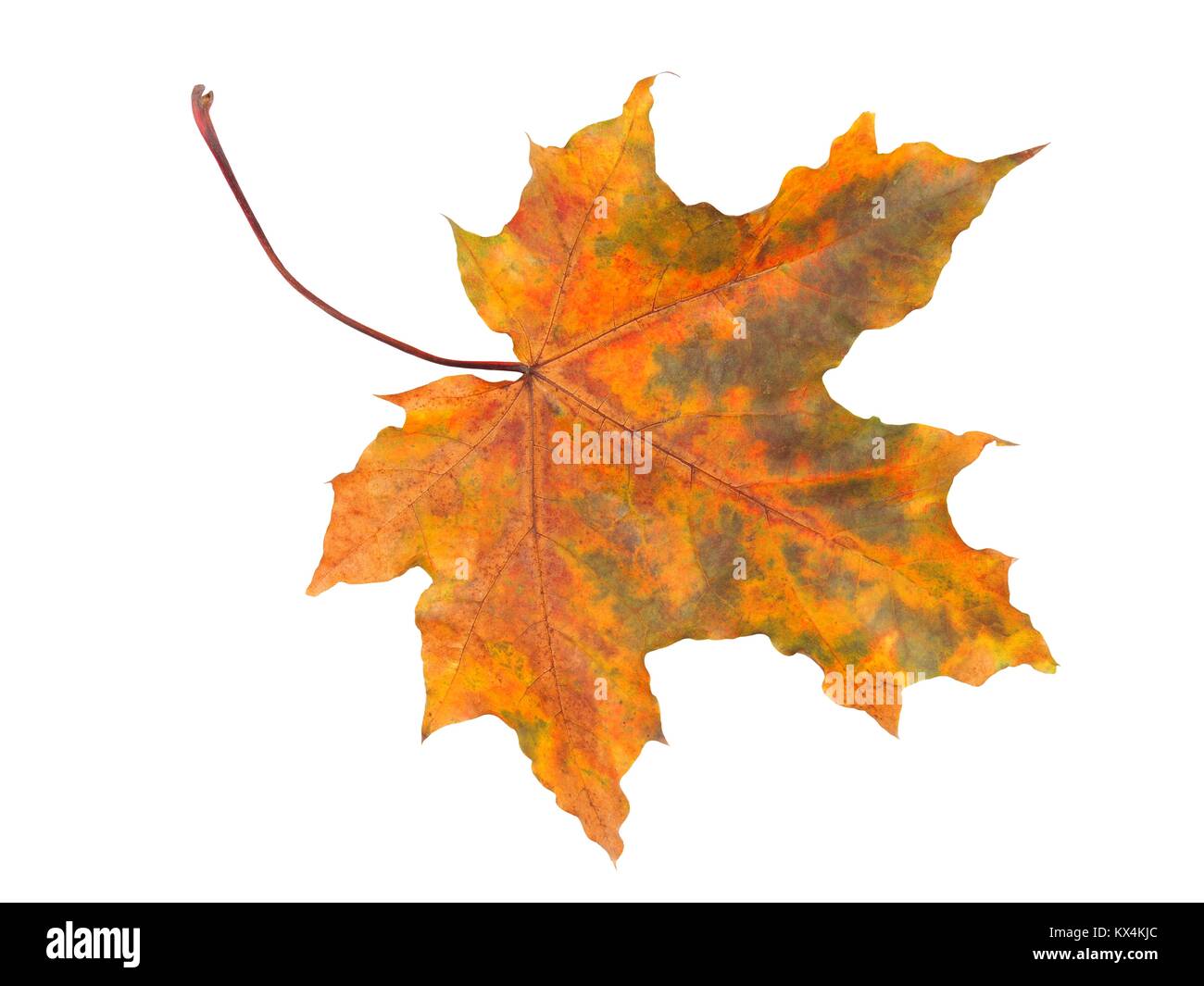 Autumn maple leaf isolated on white background Stock Photo - Alamy