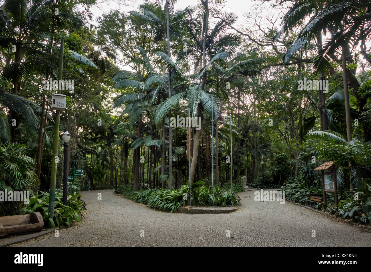 Trianon Park at Paulista Avenue - Sao Paulo, Brazil Stock Photo - Alamy