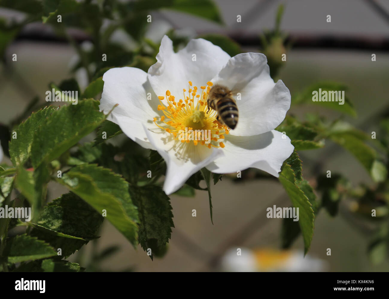 Single flower with insects hi-res stock photography and images - Alamy