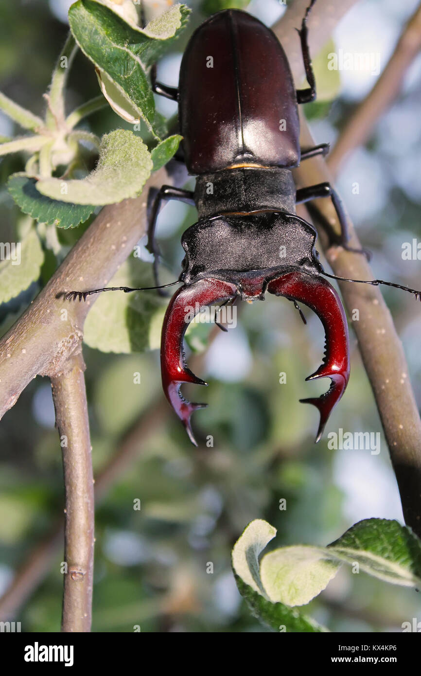 stag beetle on apple tree branch closeup Stock Photo - Alamy