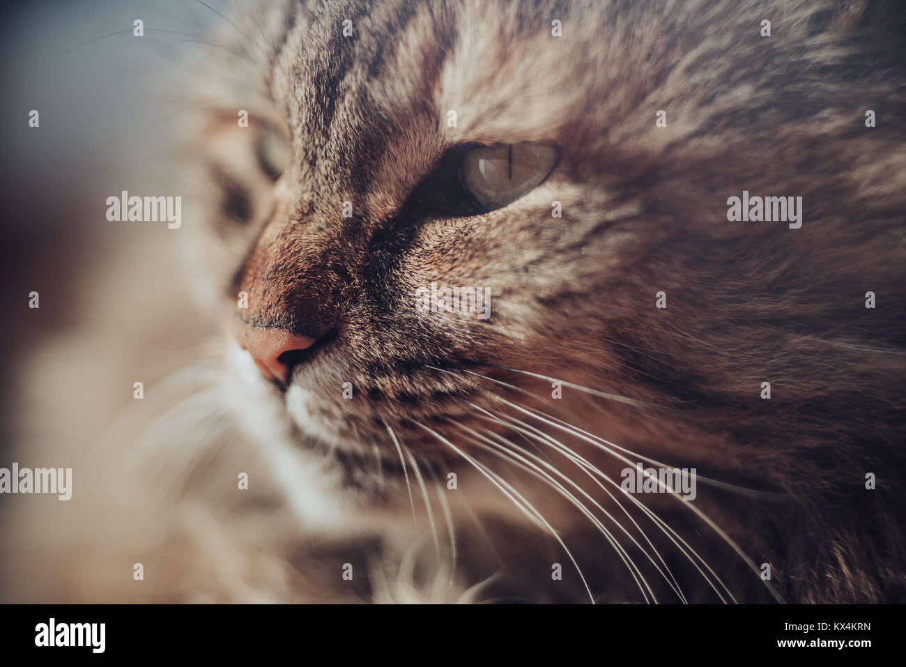 Mustache animal hi-res stock photography and images - Alamy