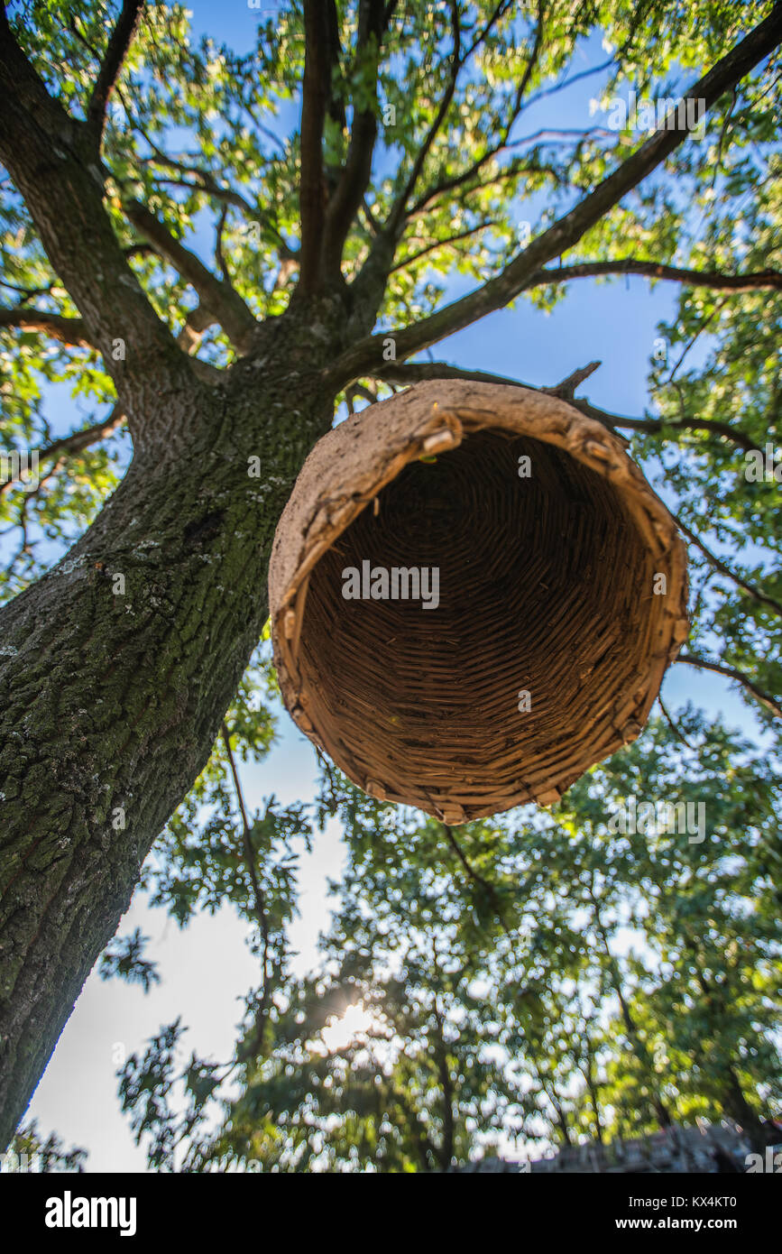 Large beehive house on a tree in the forest Stock Photo - Alamy