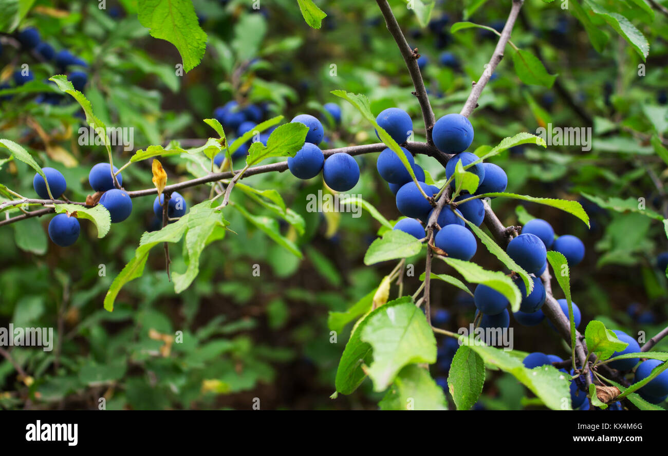 Sloe berry plant hi-res stock photography and images - Alamy