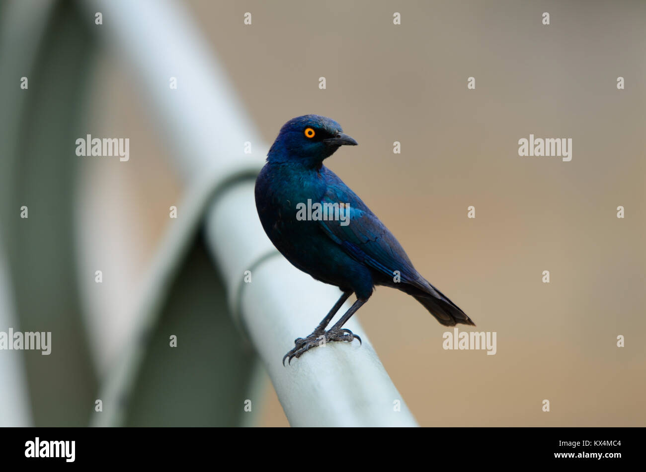 A glossy starling in South Africa stares at the camera with a big eye ...