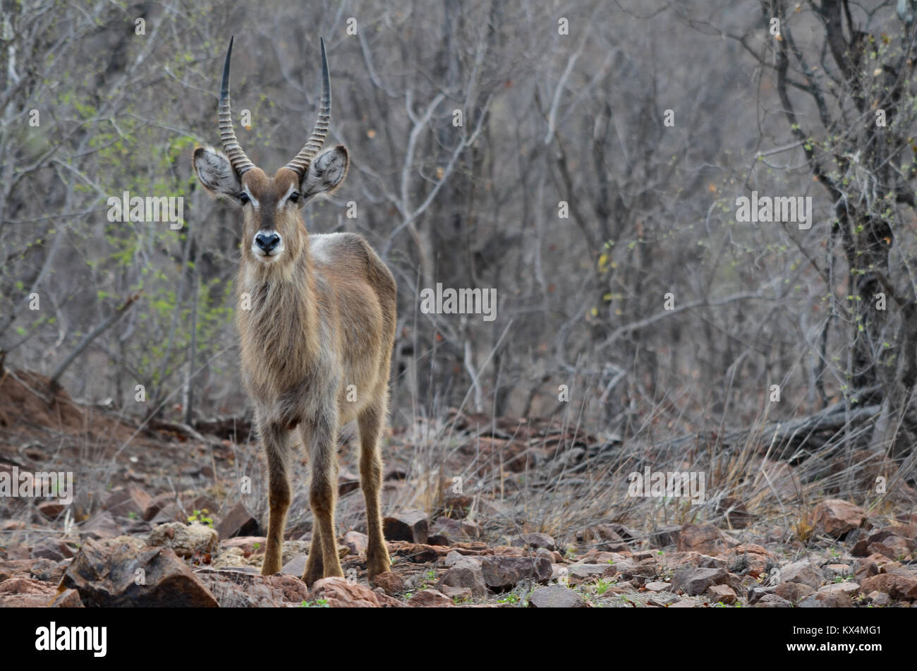 A water buck antelope stands looking at the camera. The antelope is on ...