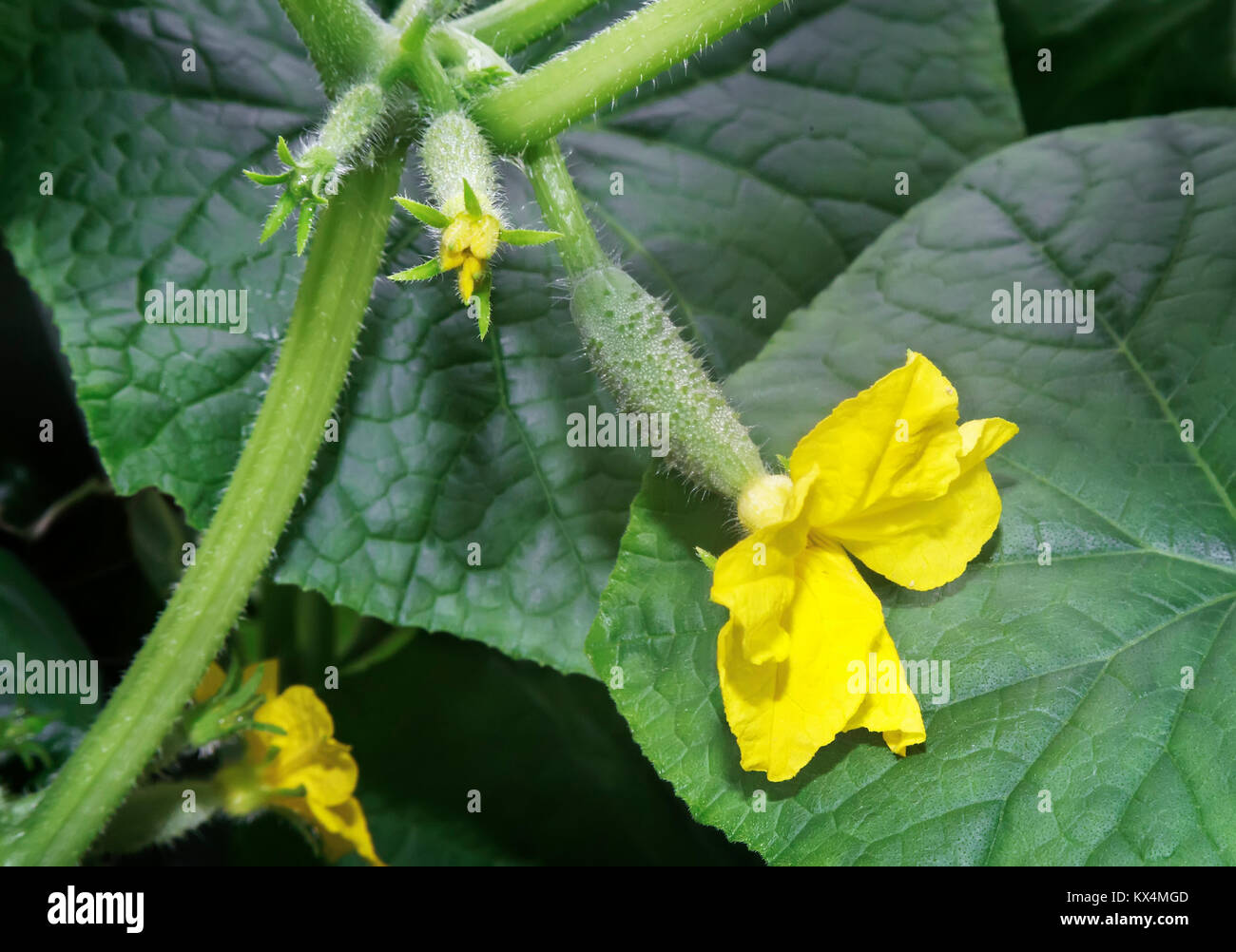 Yellow cucumber flower grows blooms hi-res stock photography and images ...