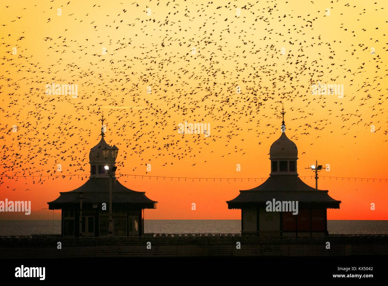 flock fly animal starling flight swarm bird dusk murmuration blackpool ...
