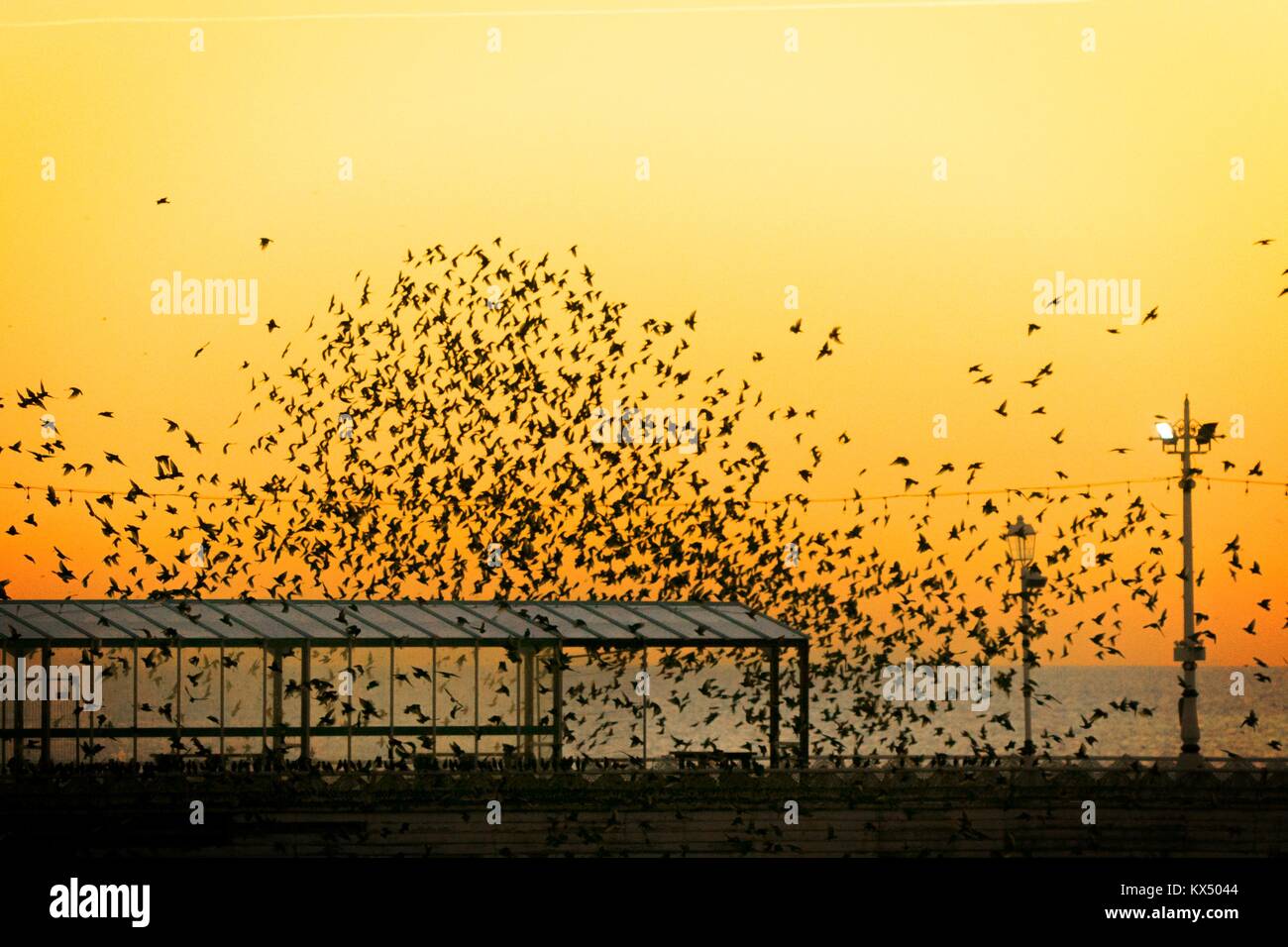flock fly animal starling flight swarm bird dusk murmuration blackpool ...