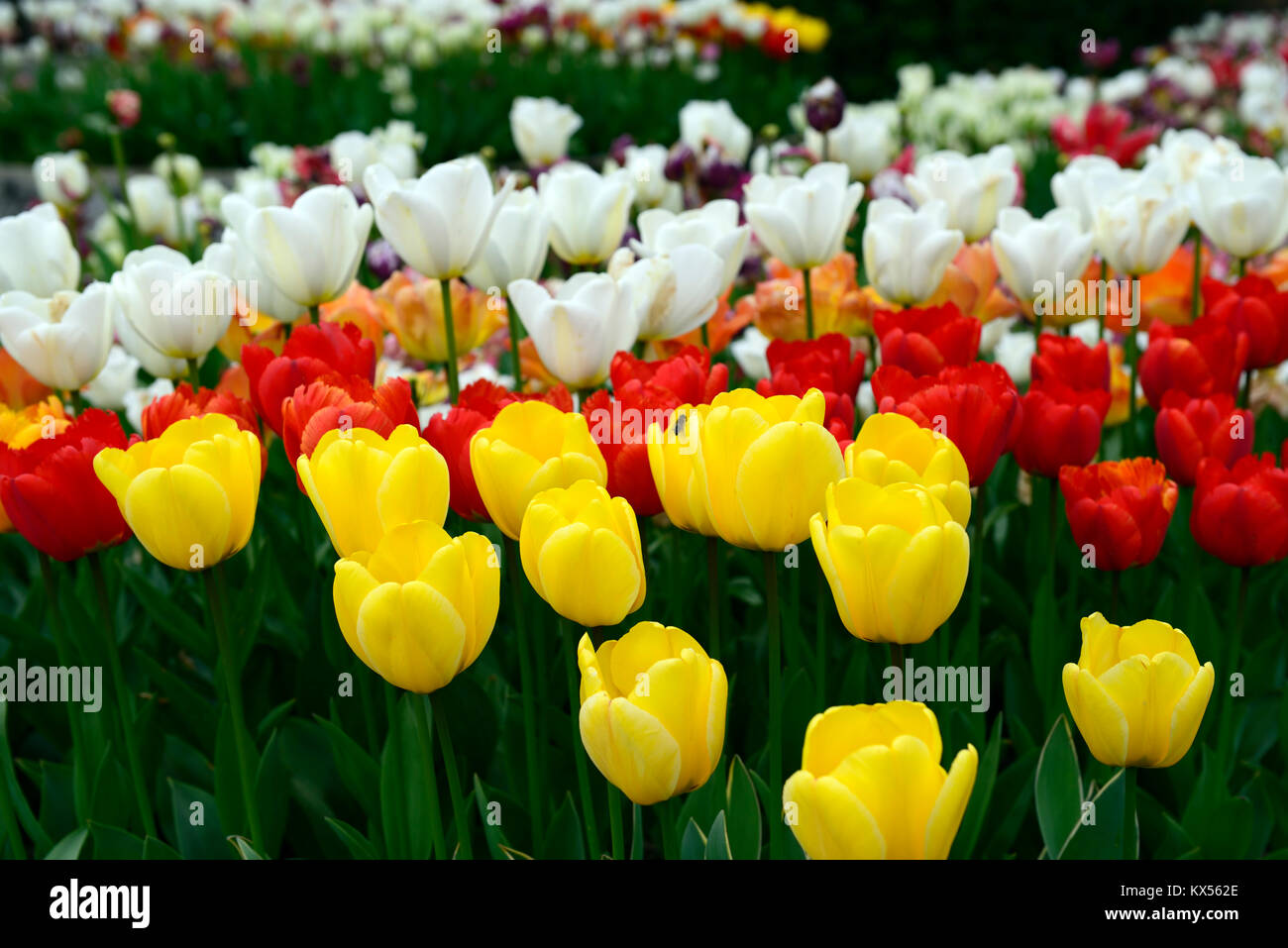 Red yellow and white flowers hi-res stock photography and images - Alamy