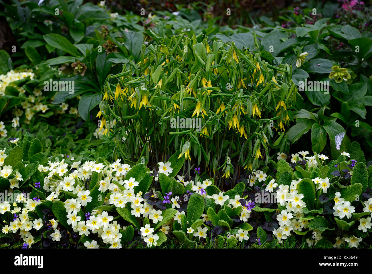 Uvularia grandiflora,primula vulgaris,Viola odorata large-flowered ...