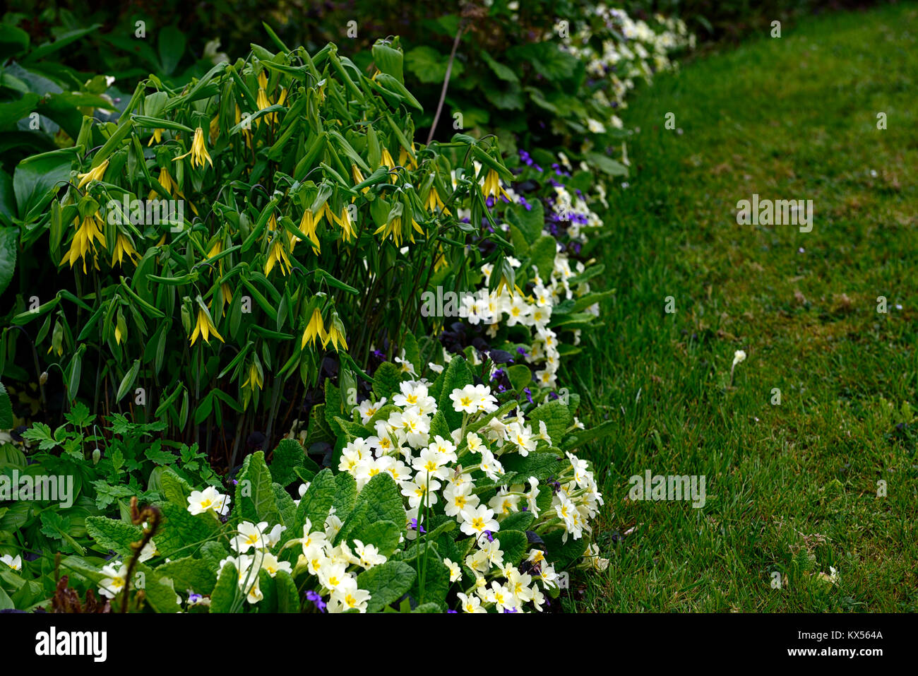 Uvularia grandiflora,primula vulgaris,Viola odorata,large-flowered ...