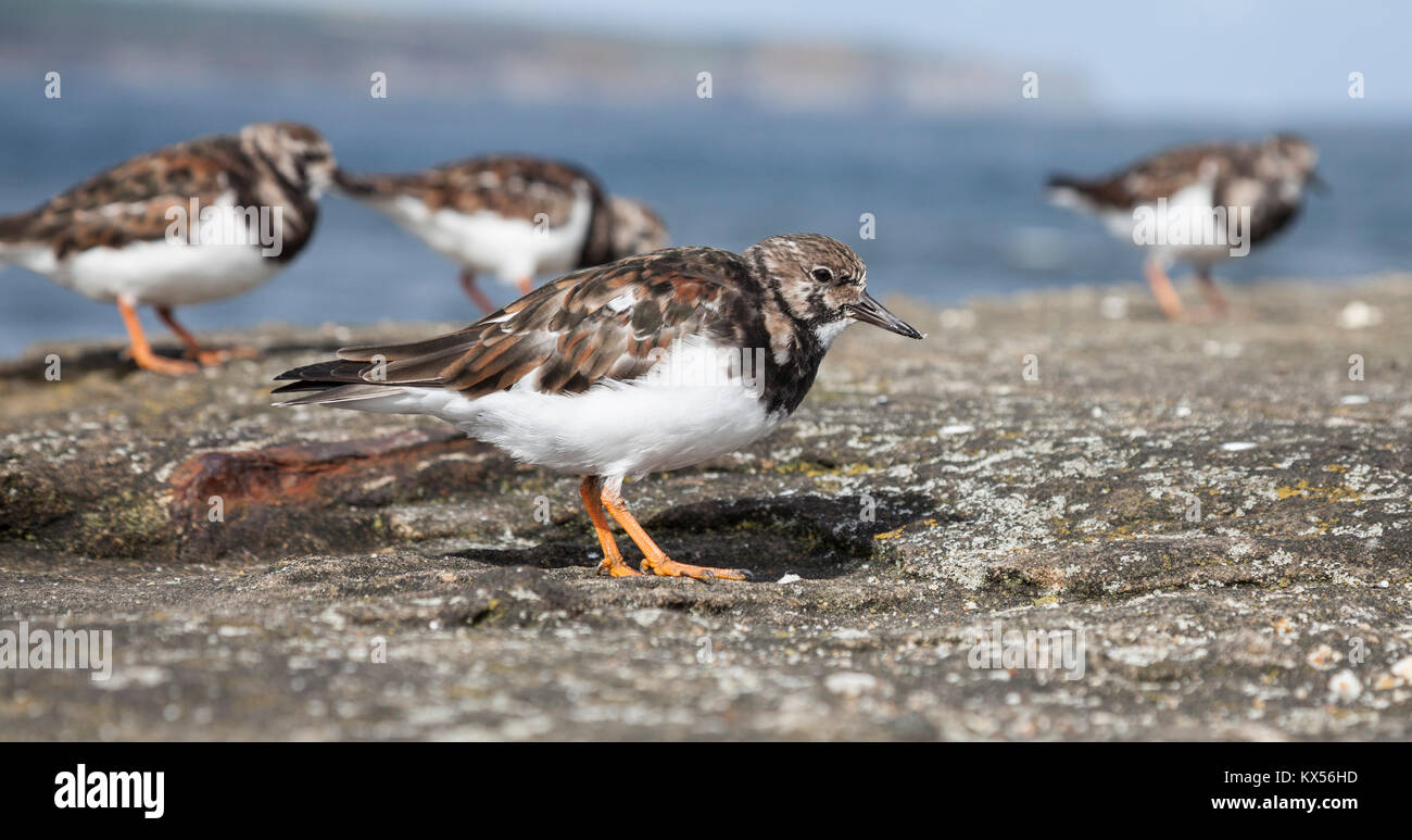 Turnstone birds on a wall at Whitby,England,UK Stock Photo - Alamy