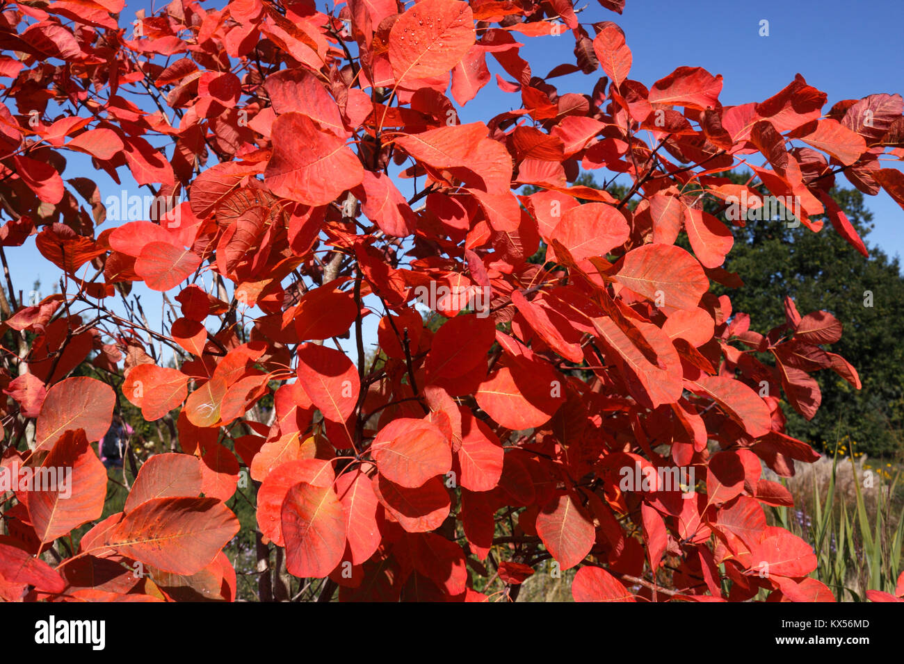 Continus hi-res stock photography and images - Alamy