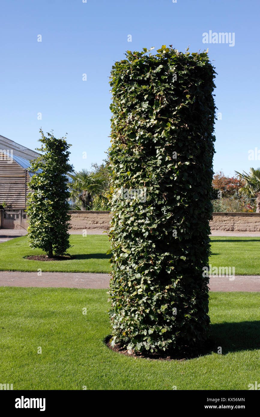 Hedging pillar hi-res stock photography and images - Alamy